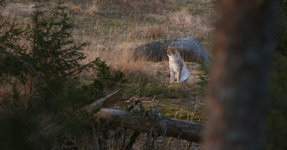 Leica Nature Story | Leica x Gone Feral – ‘ILVES: The Search for a ...